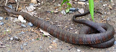 How Do You Identify a Water Moccasin? – OutdoorMeta