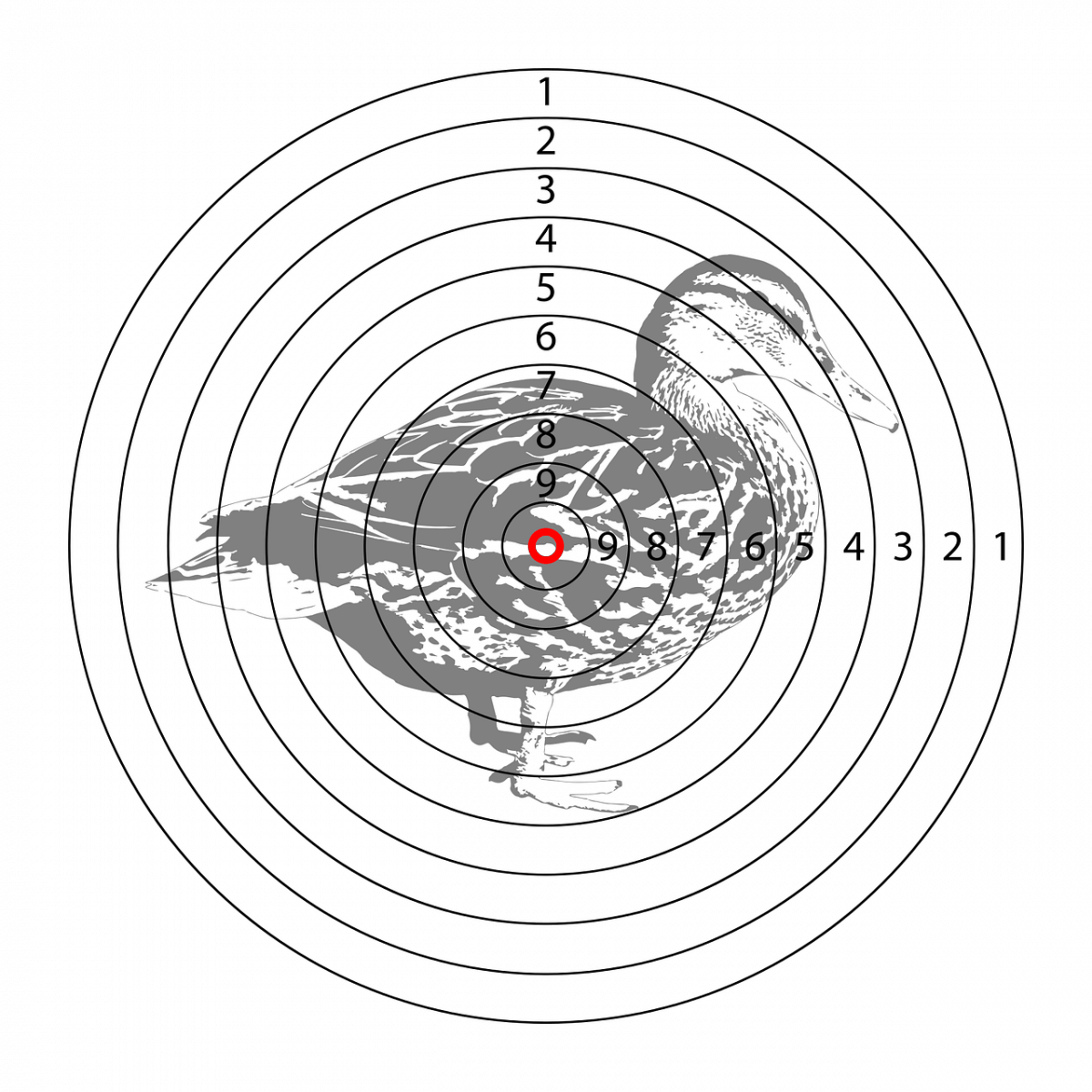 Introduction to Duck Hunting: A Beginner’s Guide – OutdoorMeta